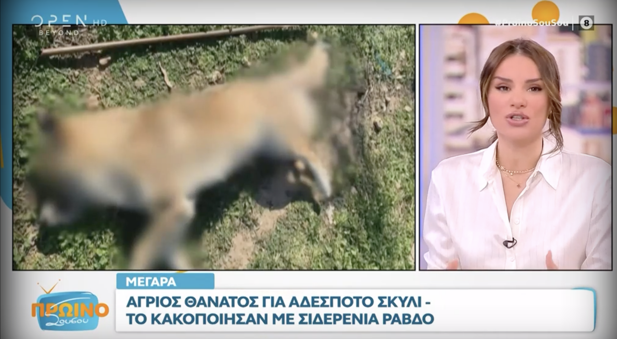 Σοκ στα Μέγαρα: Κακοποίησαν μέχρι θανάτου αδέσποτο σκυλί με σιδερένια ...